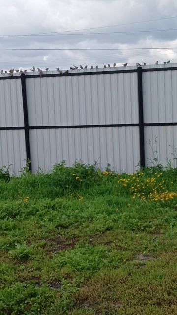 Птички невелички 🐔