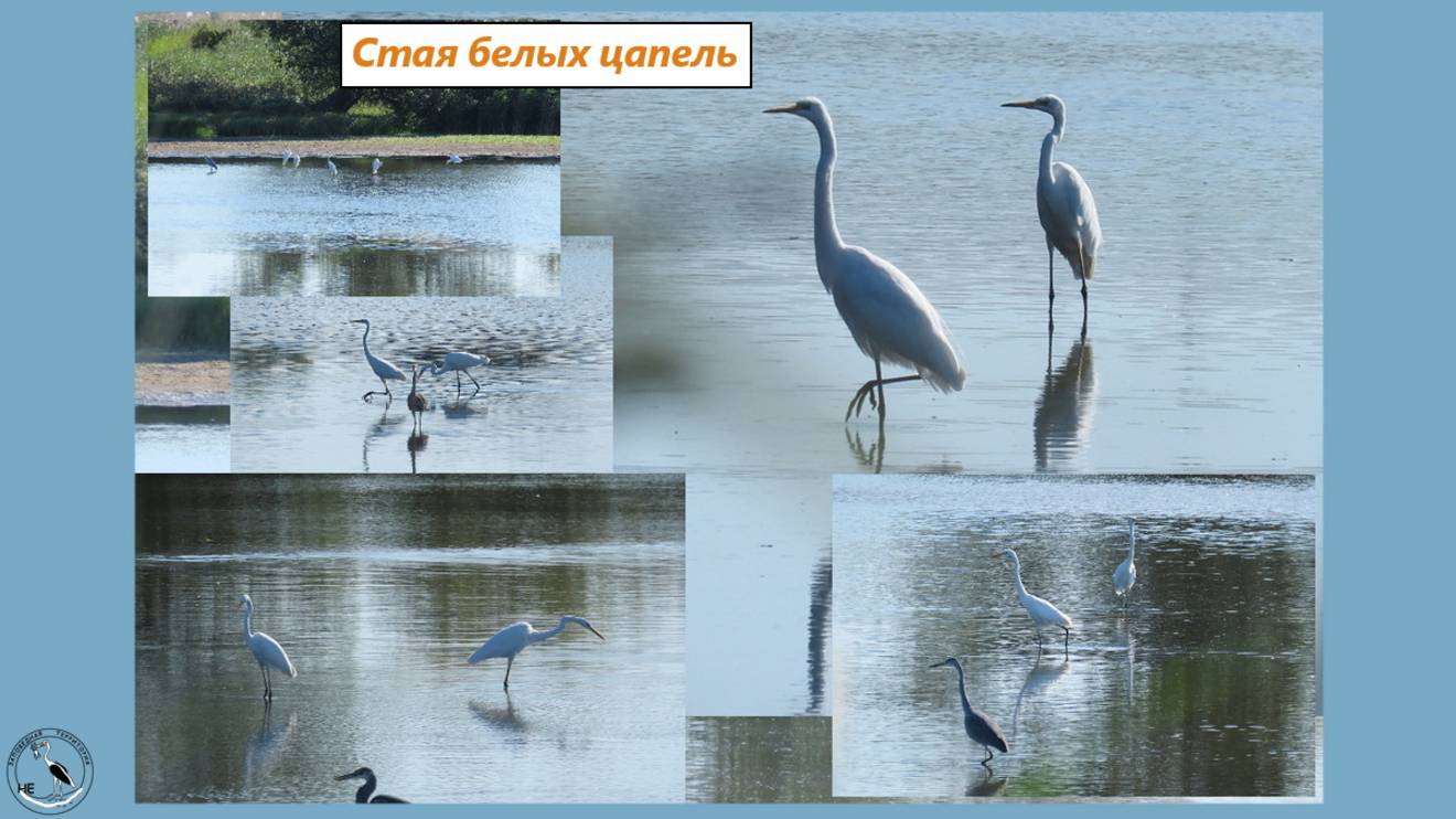 Изящество и грация белых цапель. Стая из шести птиц. Ловля рыбы. 15.08.25