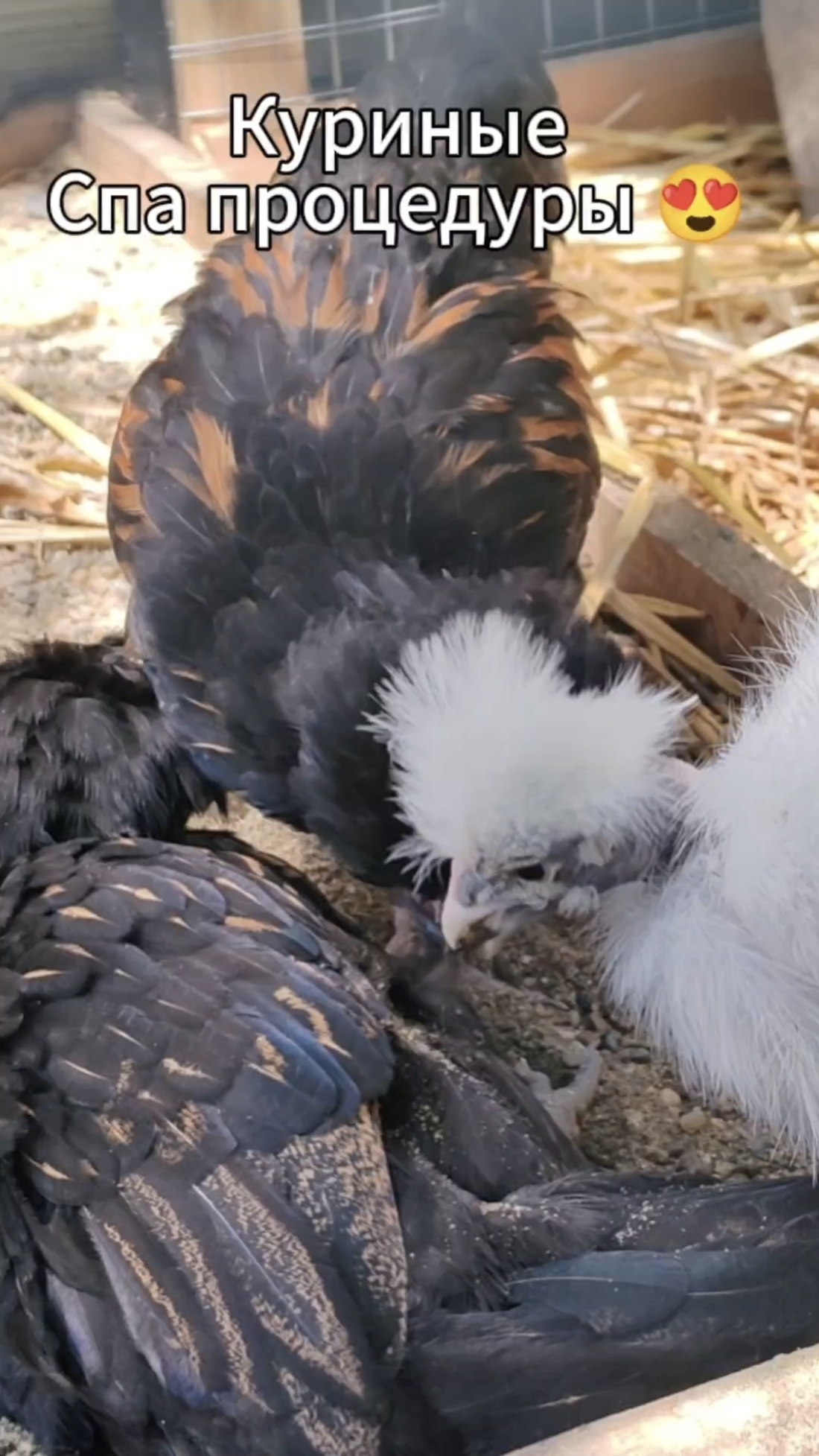 Куриные спа процедуры