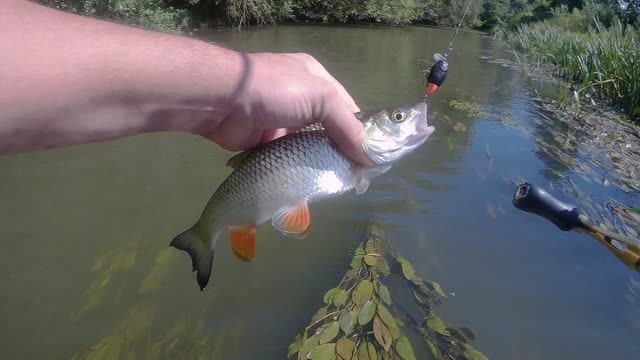 РЫБАЛКА на СПИННИНГ!!! ОКУНЬ, ЩУКА, ГОЛАВЛЬ!!!