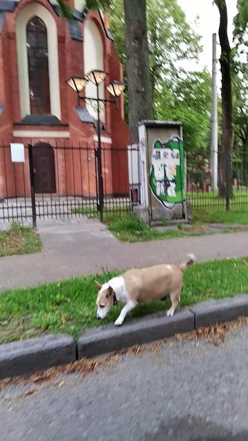 Лучший звук в мире – это "иди сюда!" от того, кто тебя любит.  🐶💛