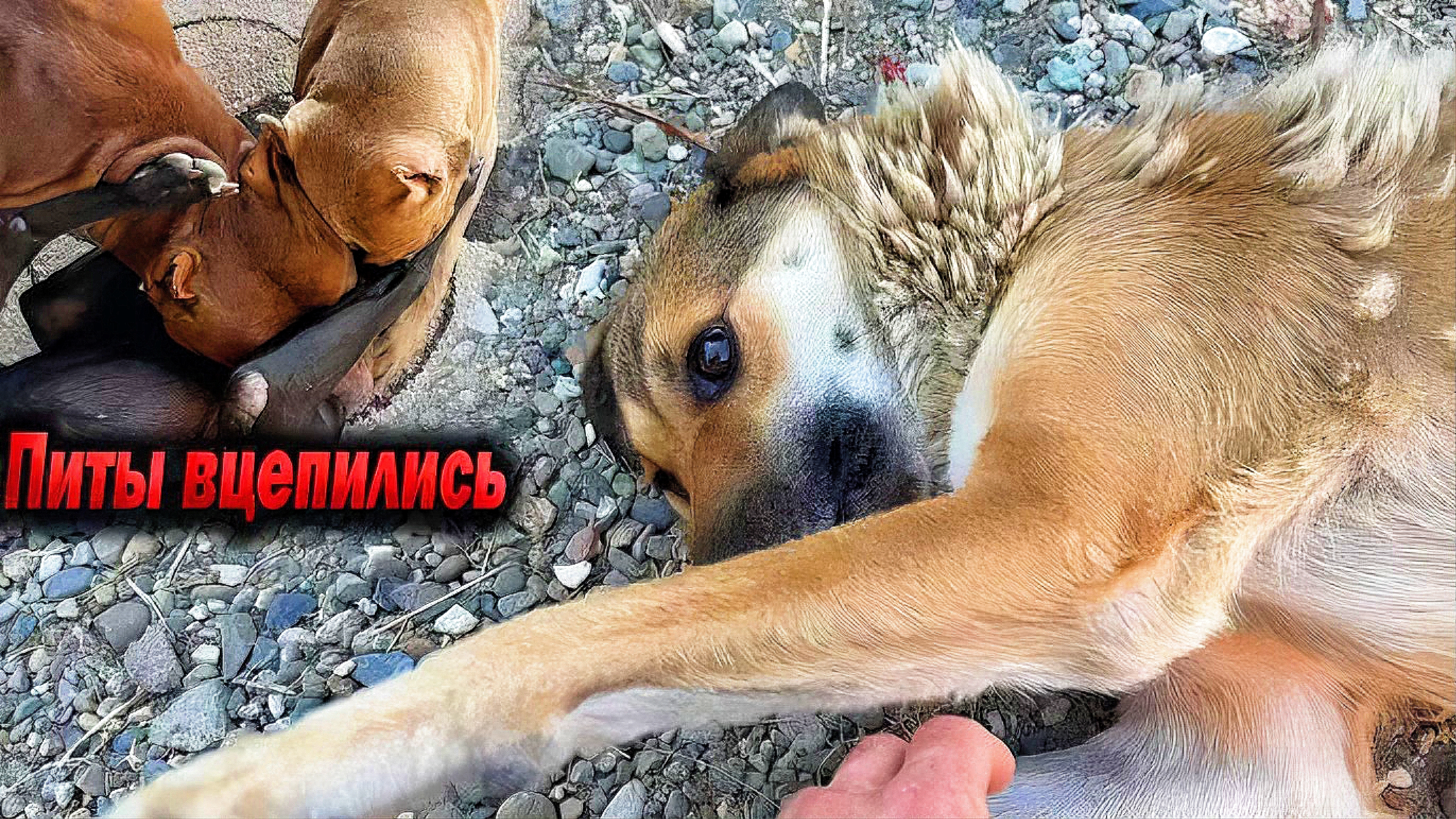 Дуси снова стало плохо, готовимся ехать к онкологу. Питы вцепились