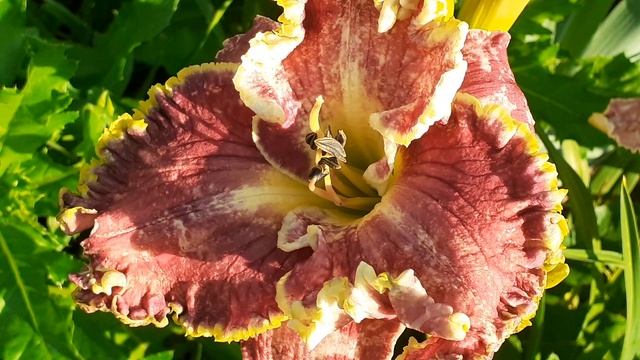 лилейник ЖАНЭ (Vlasova' 2024)