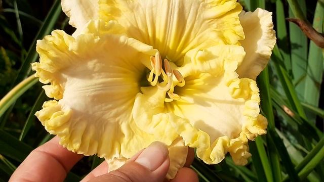 лилейник WONDER OF IT ALL