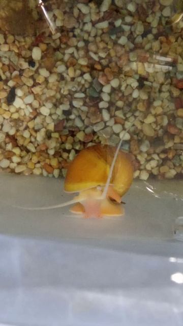 Улитка ампуллярия.