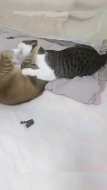 Борьба котов