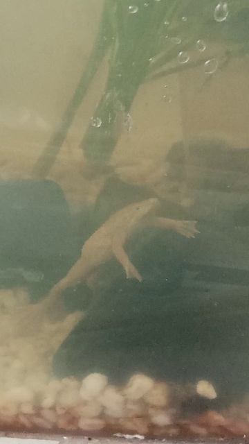 Лягушонок карликовой лягушки.