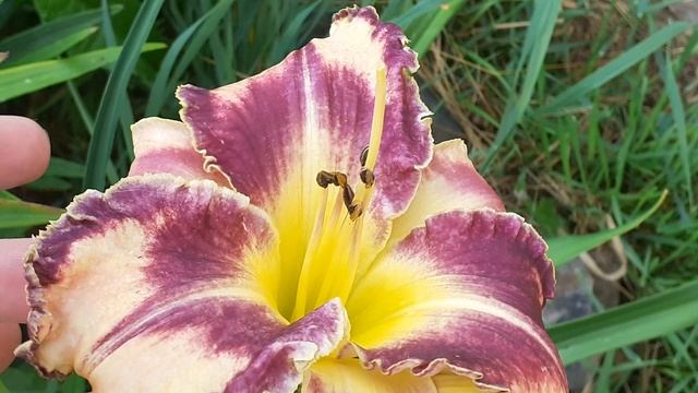 лилейник Тимбер (Vlasova' 2025)