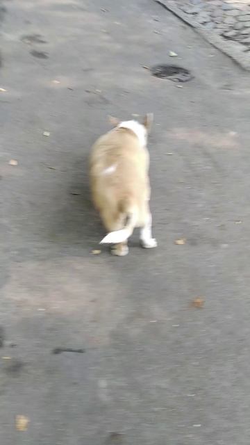 Моя миссия — дарить тебе радость. И выпрашивать вкусняшки. Это две равнозначные миссии. Гав-гав! 🐾