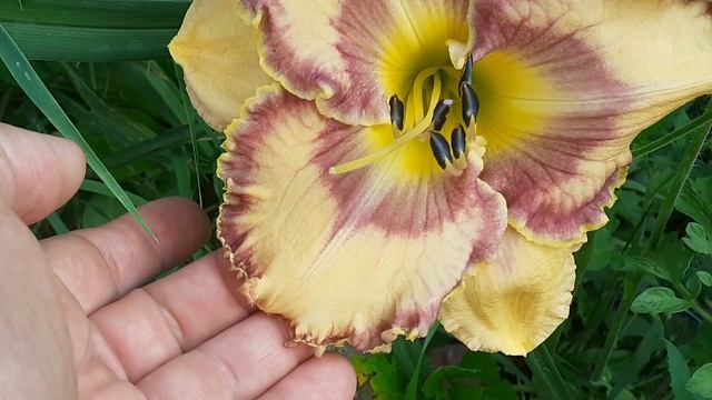 лилейник ЮРСЕНТ (Vlasova' 2024)