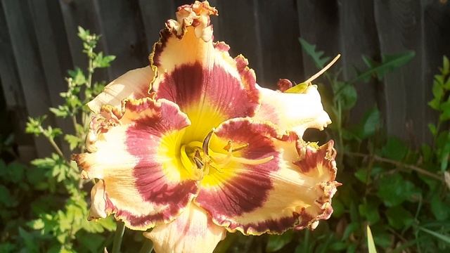 лилейник КАНДАРСА (Vlasova' 2025)