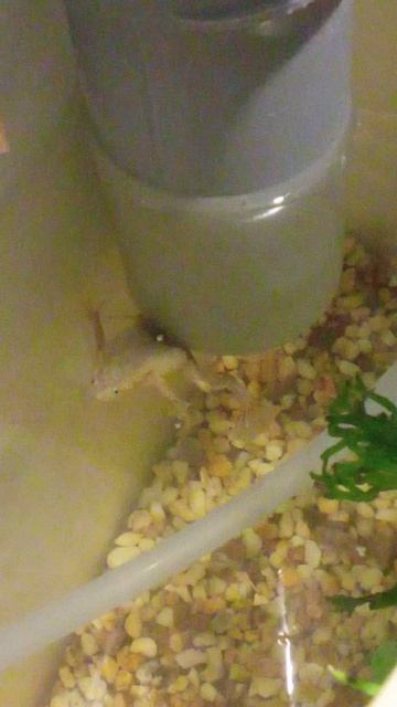 Лягушонок карликовой лягушки.