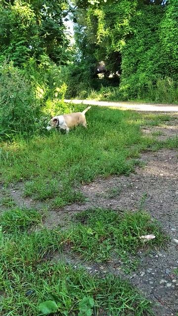 Еда вкуснее, если делать грустные глаза. Гав-гав! 🐾