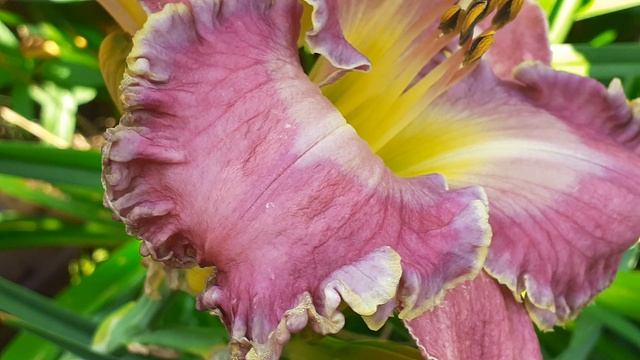 лилейник DANNY STEVE MITCHELL