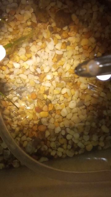 Улитка ампуллярия.