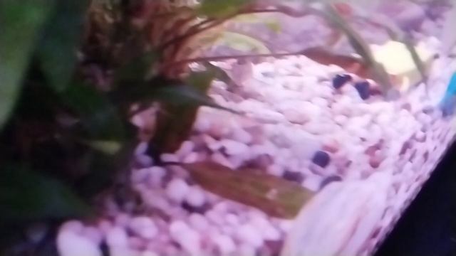 ВСЕМ ПРИВЕТ ЭТО У МЕНЯ УМЕРЛИ РЫБКИ 🐠 СЕГОДНЯ