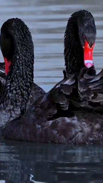 "From Souvenirs to Souvenirs"  Демис Руссос