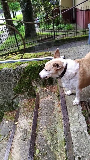 Дом – это там, где твоя миска. И где тебя ждут. 🐶 🐾