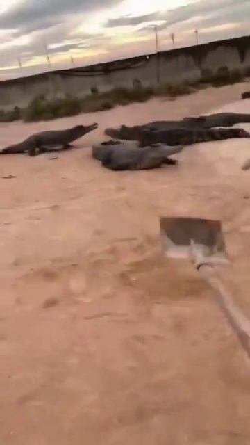 Крокодилопугалка