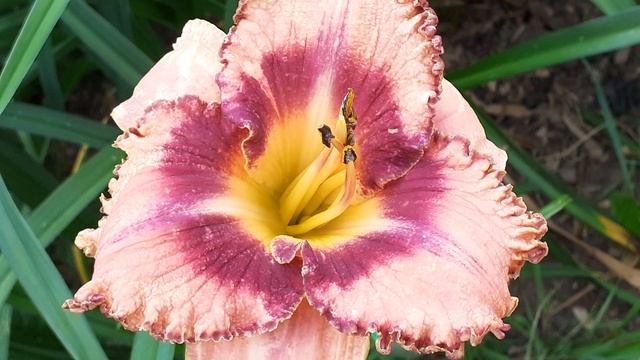 лилейник сеянец №218 (Vlasova' 2025)