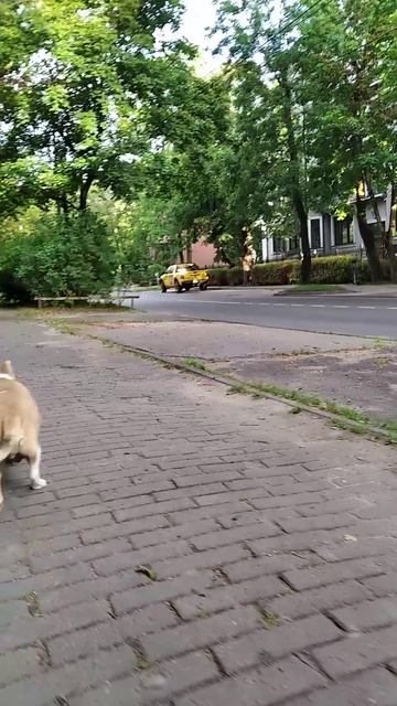 Если день не задался — вспомни, что завтра будет новая прогулка и новые интересные запахи! 🐶 🐾