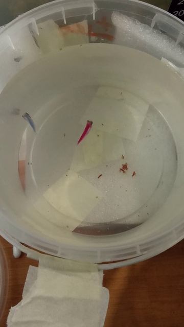 Рыбки тернеции