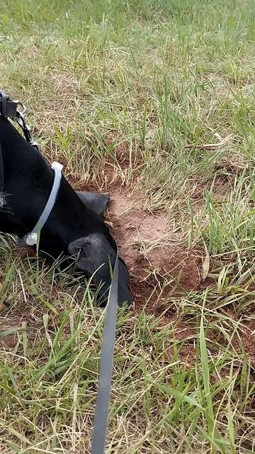 Хакасия, 2025_33. Охота на сусликов