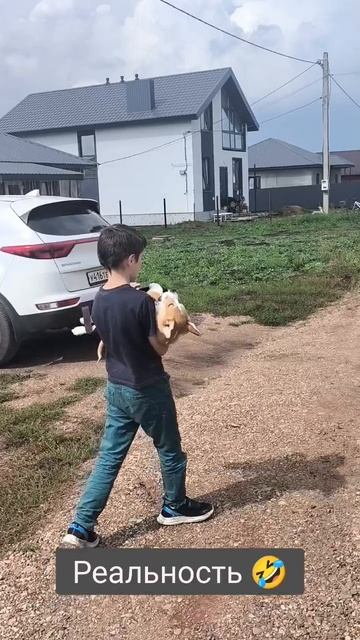 вельш корги пемброк