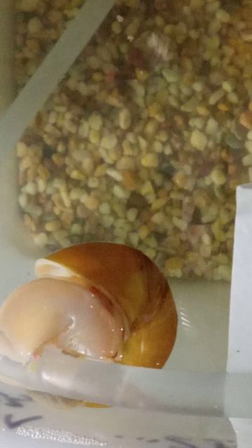 Улитка ампуллярия.