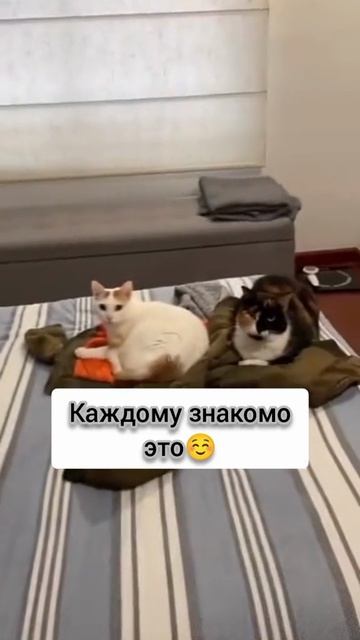 Где хочу там и сижу