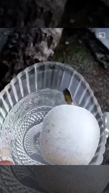 Рыба фугу известна также как такифугу и рыба-собака