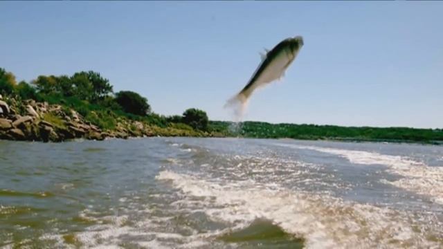 Обалдеть! Азиатский карп!