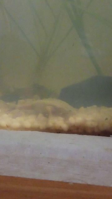 Африканская карликовая лягушка.