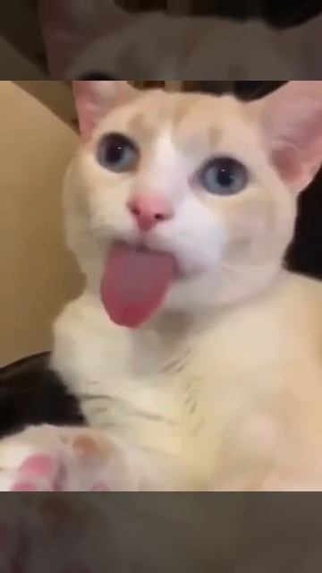 Язык выпал )