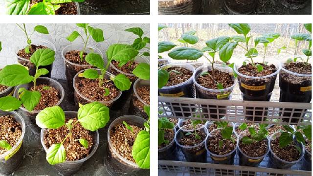 Обзор рассады баклажан перца томатов возрастом месяц весна 2025 г