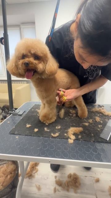 Виктория Смирнова делится впечатлением об Ножницах MOON START 7.0 SP7 для левшей шанкерные