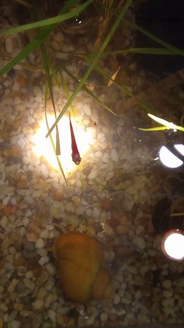 Улитка ампуллярия.