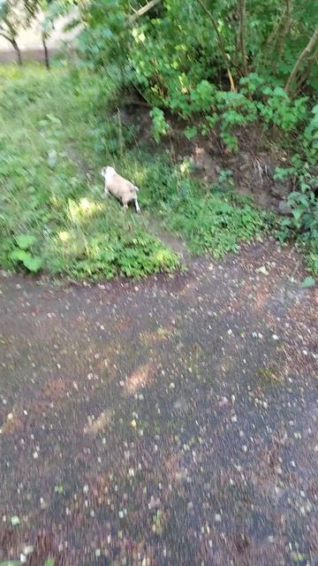 Даже если у тебя нет собаки — где-то есть пёс, который мечтает о тебе. Гав-гав! 🐾