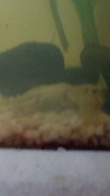 Африканская карликовая лягушка.