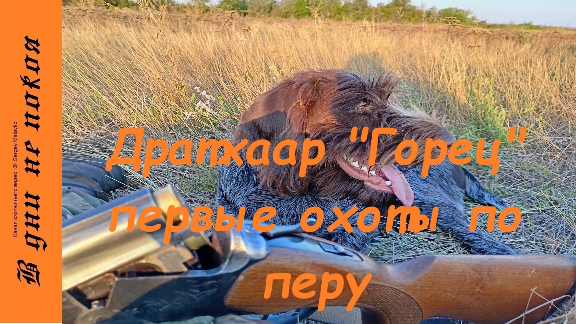 Дратхаар "Горец". Первая кровь