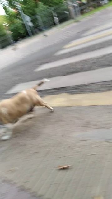 Жизнь как поводок: иногда ограничивает, но всегда ведёт к чему-то хорошему. 🐶💭