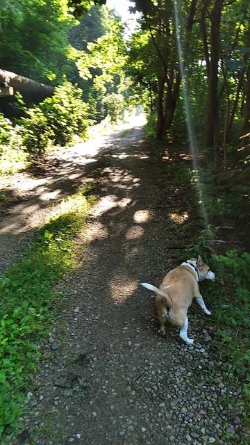 Каждый день – это новое приключение! Даже если мы просто идём к тому же дереву, что и вчера.  🐾