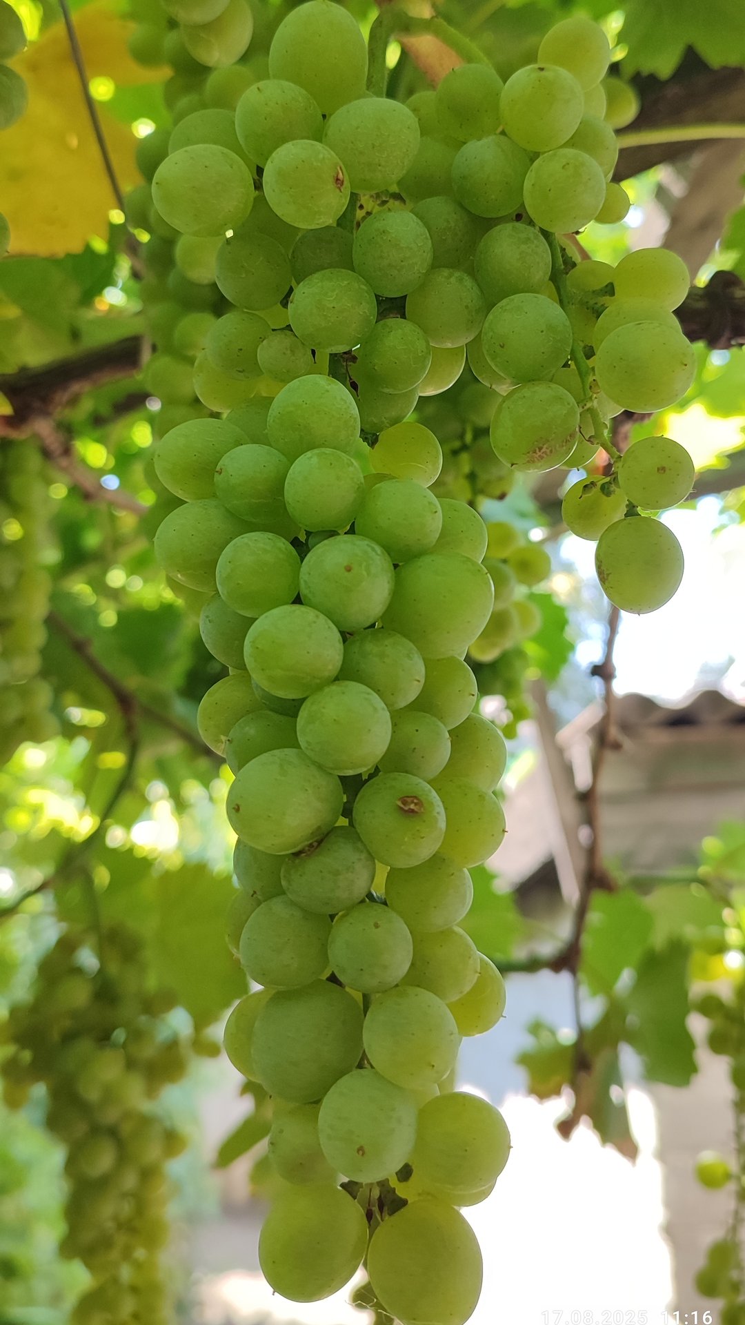 Технические сорта винограда: Красностоп золотовский, Первенец и Цитронный Магарача. 18.08.25