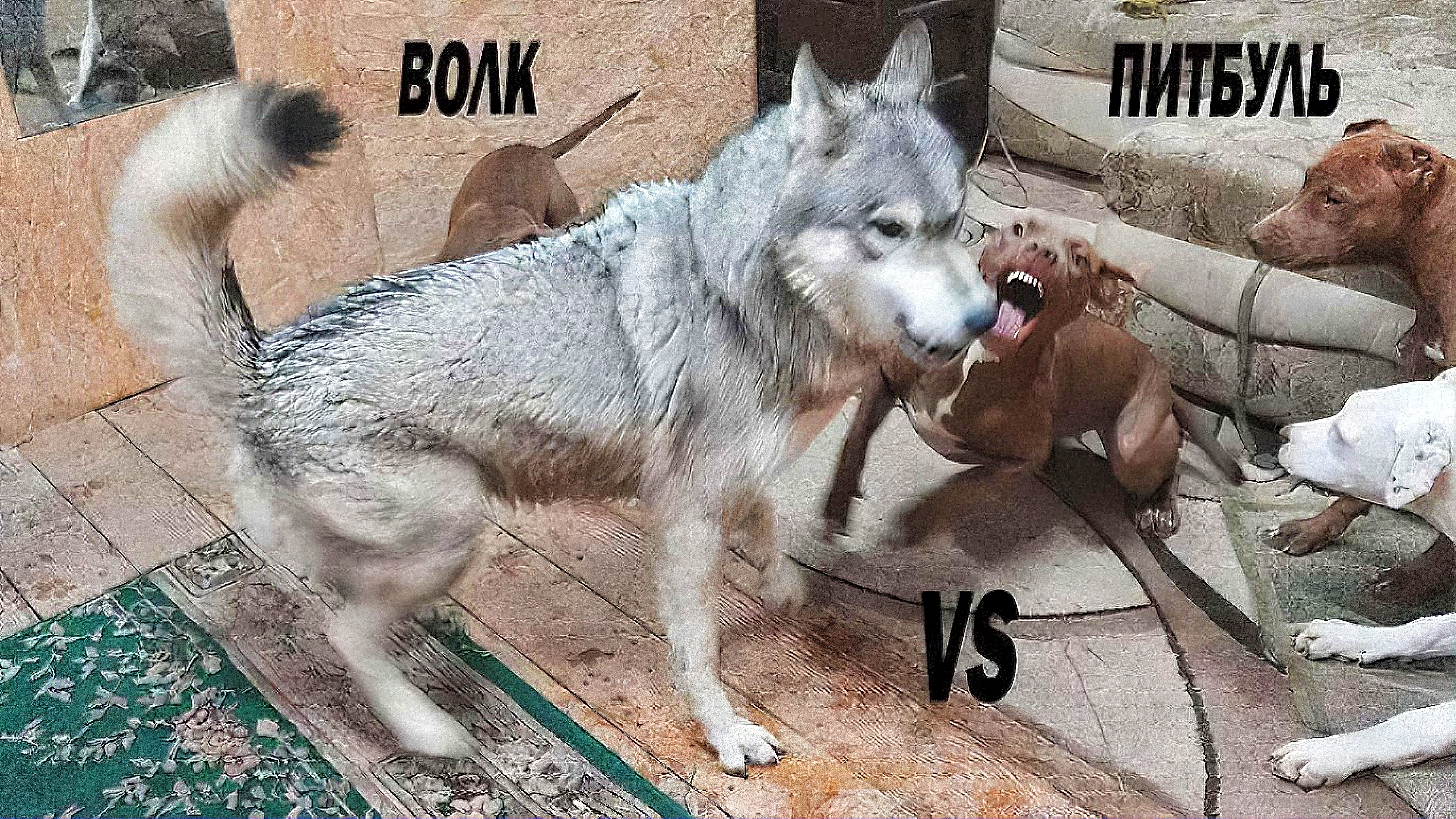 Волк VS Питбуль ЗАМЕС. Запустил Волков во двор к питбулям