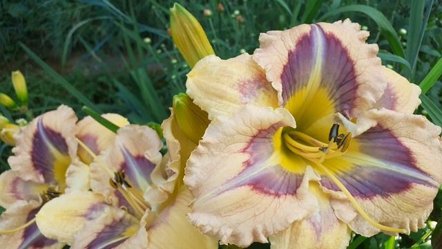 лилейник ЛЕПОРЕЛЛА (Ворошилова' 2020)