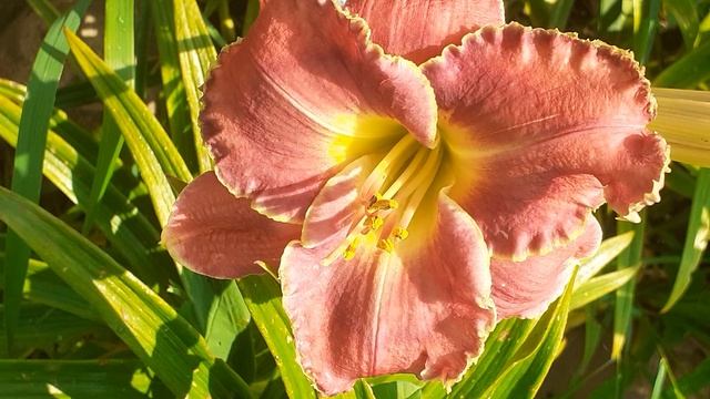 лилейник сеянец №184 (Vlasova' 2025)