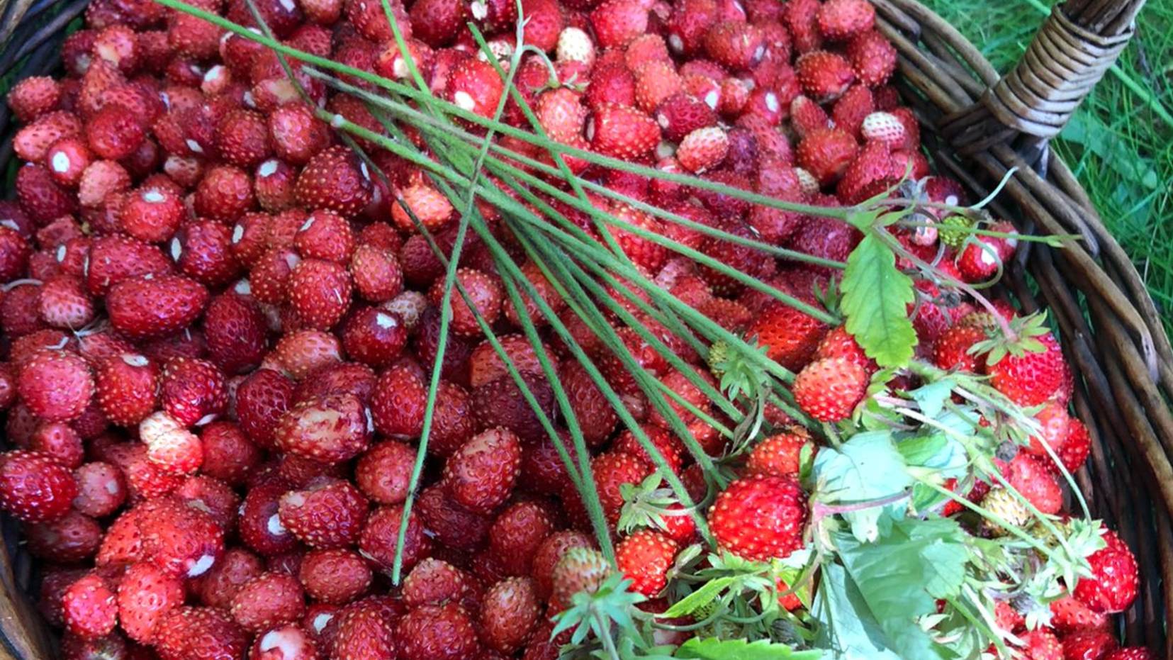 #Семена #чиа для #здоровья и #стройности тела. Поставщик #клетчатки для #здоровья #кишечника.