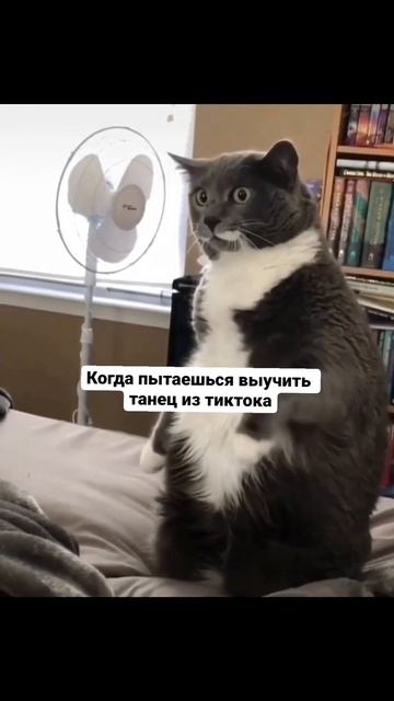 Котик-тиктокер