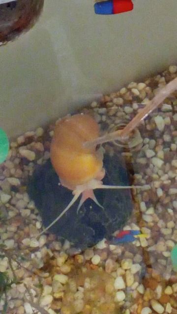 Улитка ампуллярия.