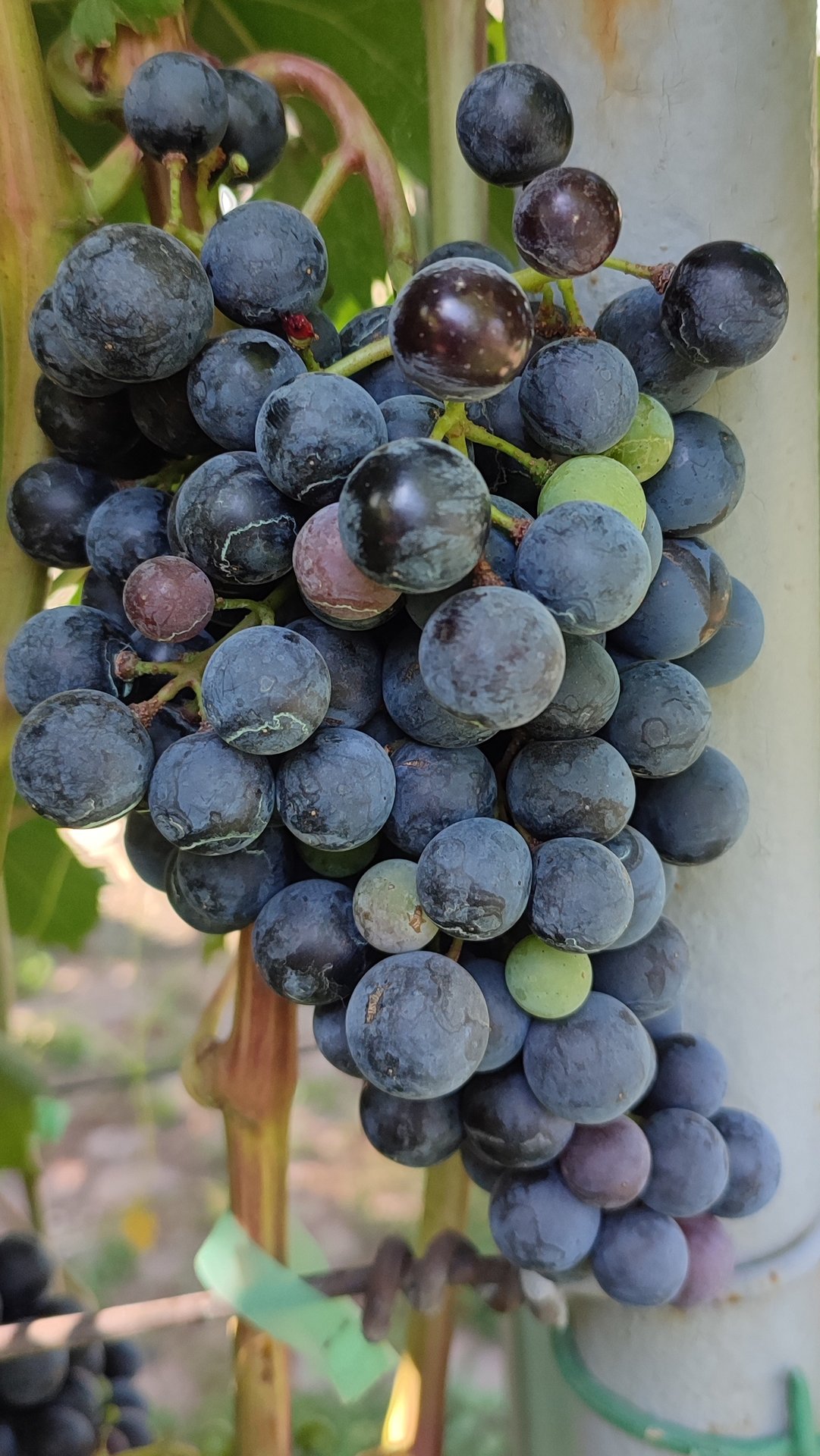 Технические сорта винограда: Фронтиньяк, Каскад (Зейбель) и Вишнёвый ранний. 18.08.25
